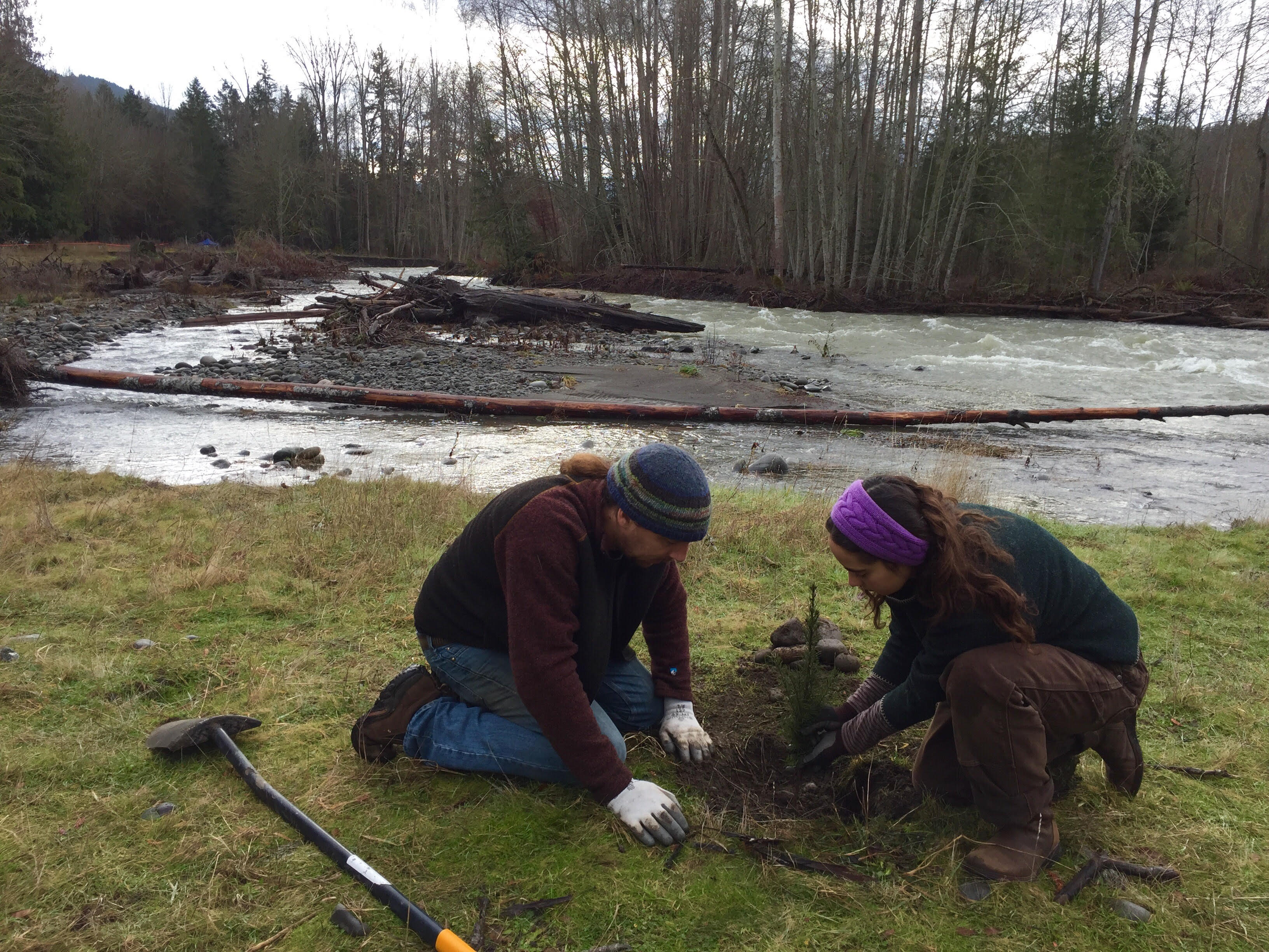 Volunteers Spend Saturday Planting Trees Along the Dungeness River ...